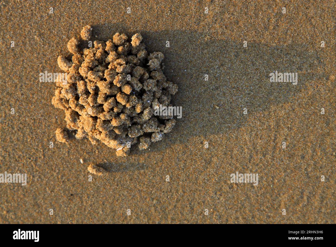 sand ball above crab nest in the wild, north china Stock Photo - Alamy