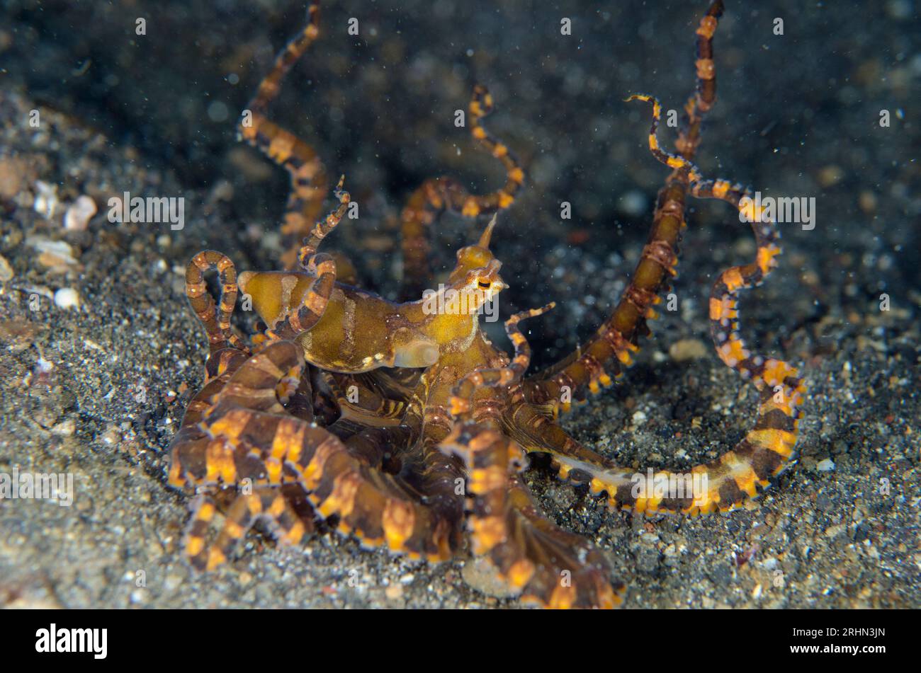 Wunderpus Octopus, Octopus photogenicus, hunting with raised tentacles ...