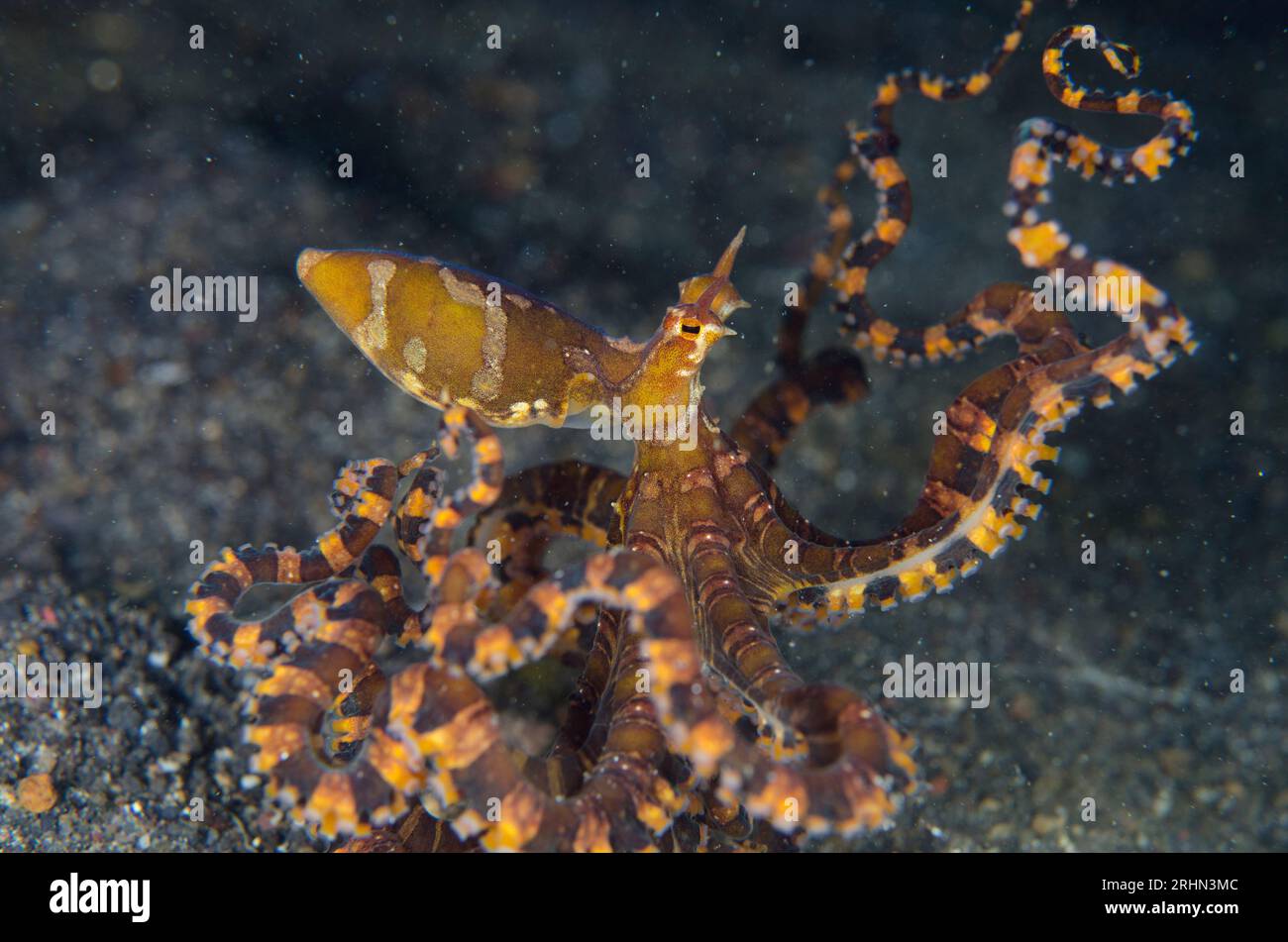 Wunderpus Octopus, Octopus photogenicus, hunting with raised tentacles ...
