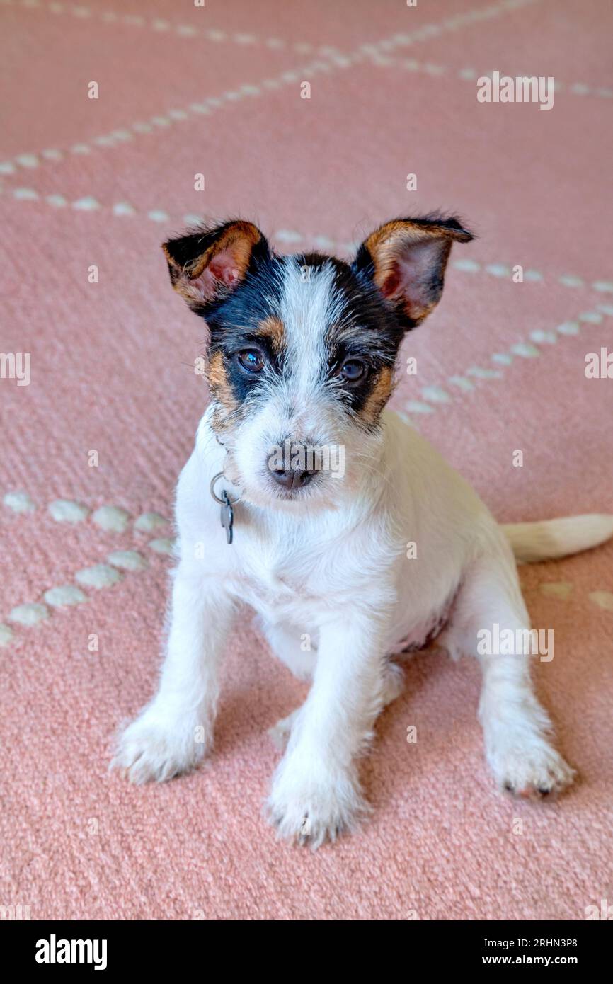 Three months Jack Russell puppy dog on a pink rug Stock Photo - Alamy