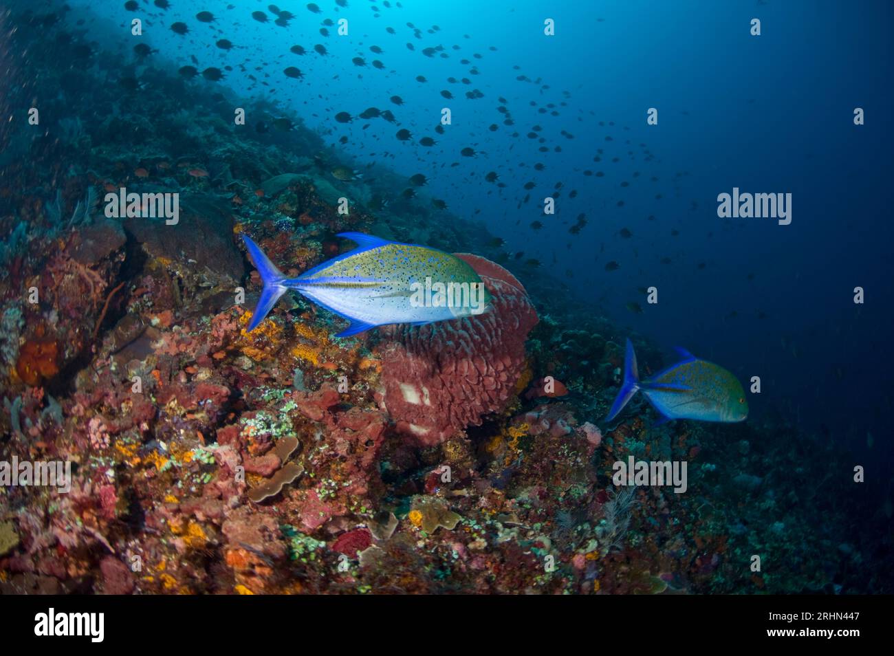 Pair of Bluefin Trevally, Caranx melampygus, with fish in background ...