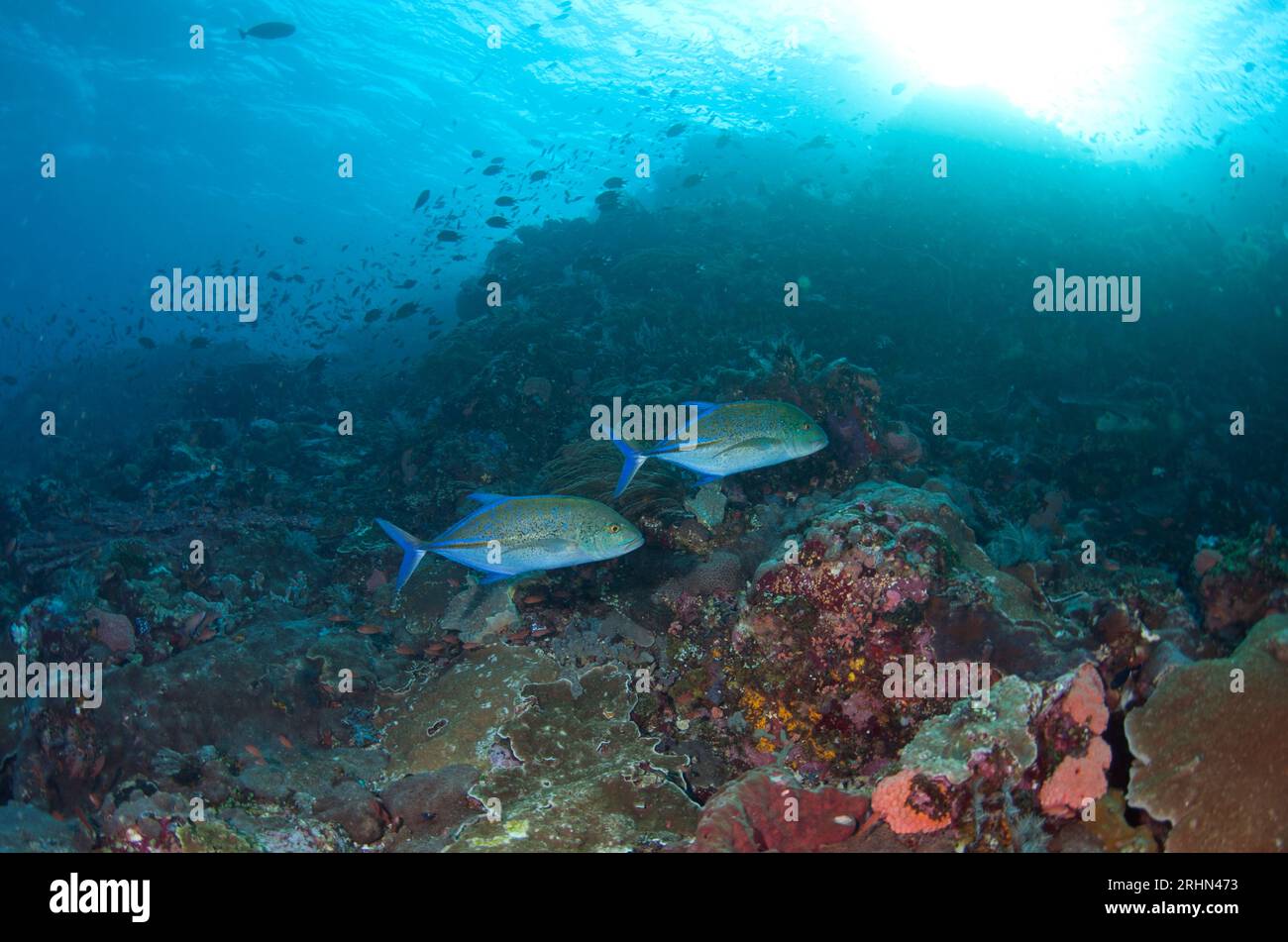 Pair of Bluefin Trevally, Caranx melampygus, with sun in background ...