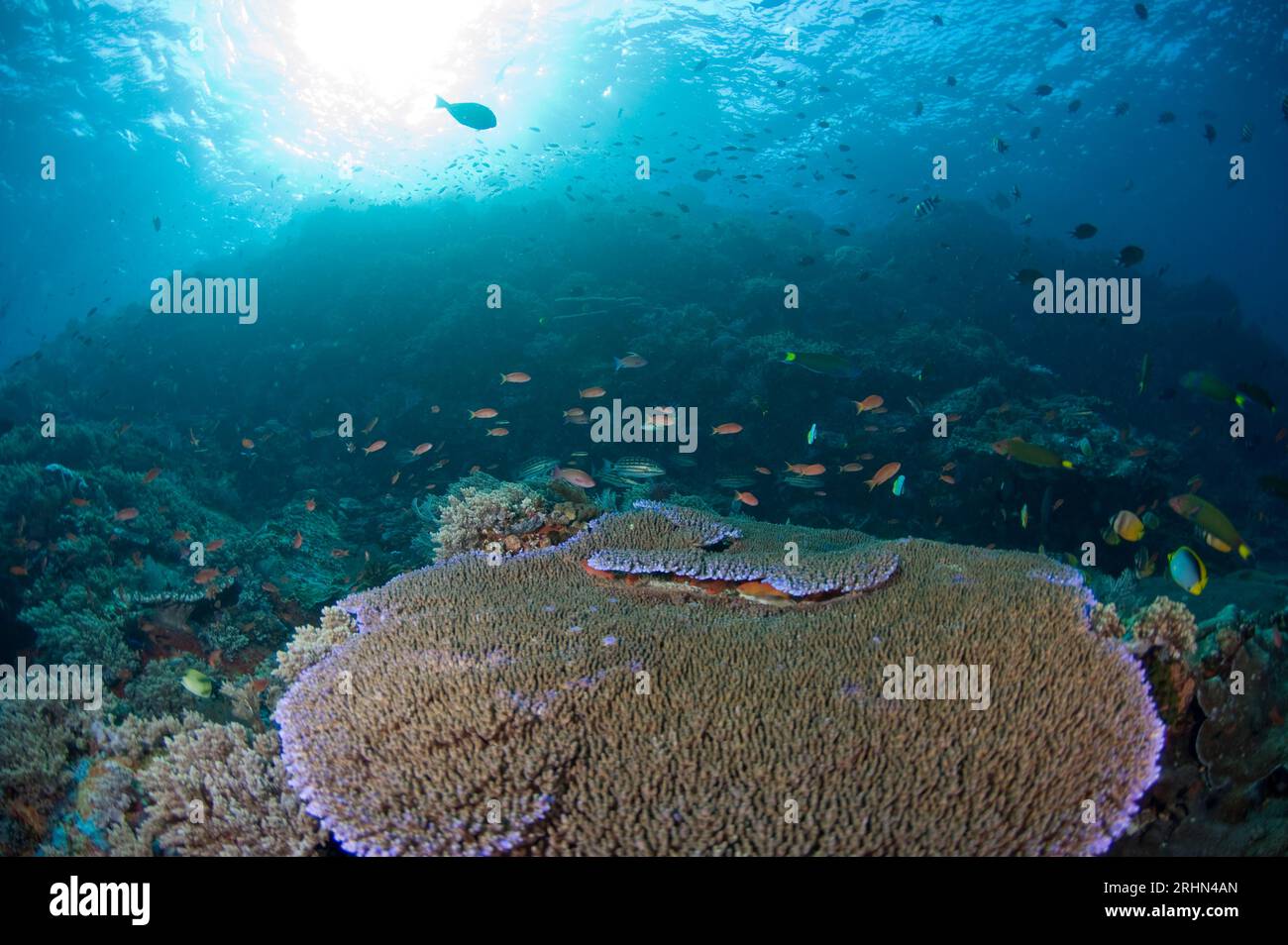 Table Coral, Acropora sp, with sun in background, Batu Bulong dive site ...