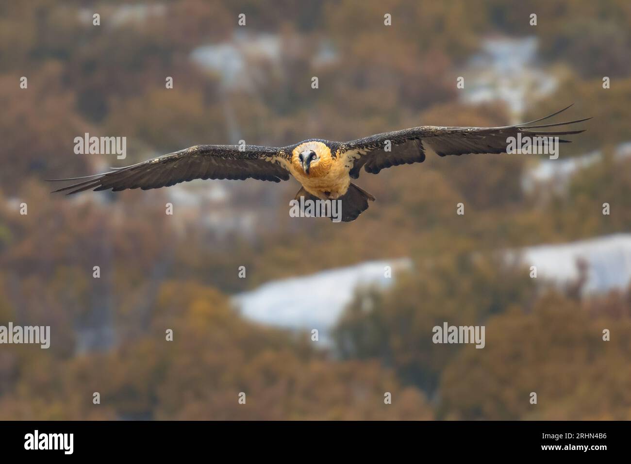 Bearded vulture lammergeier rock hi-res stock photography and images ...