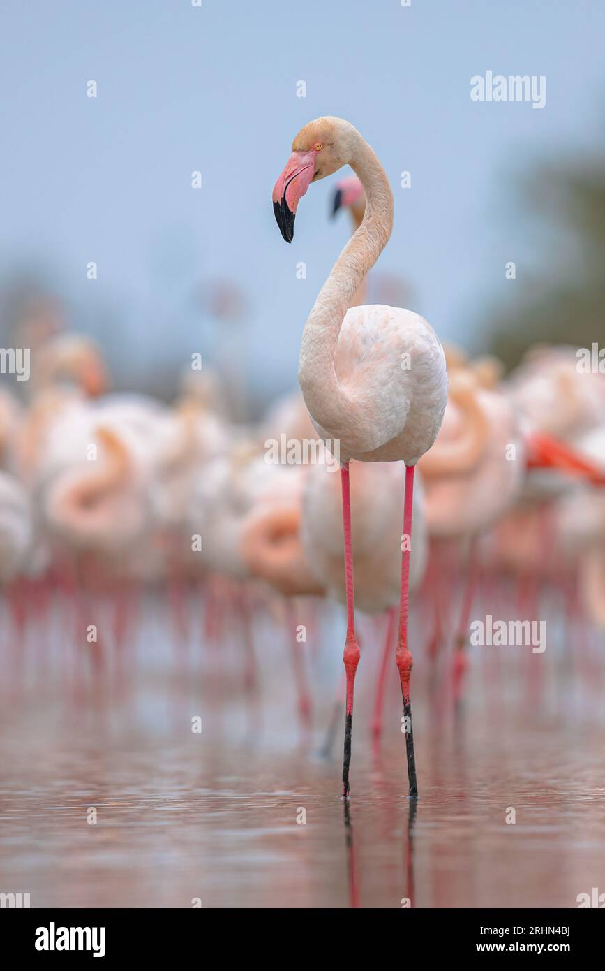 Greater flamingo (Phoenicopterus roseus) is the most widespread and ...
