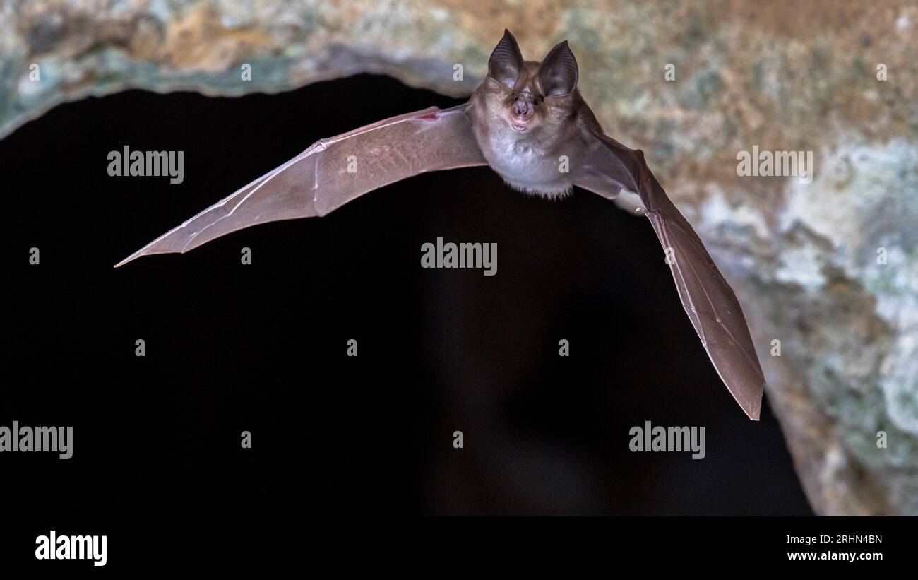 Greater horseshoe bat (Rhinolophus ferrumequinum) flying from colony ...