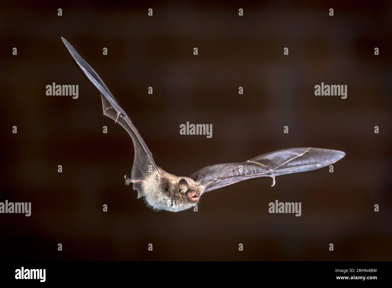 Rare Pond bat (Myotis dasycneme) echolocating while flying in front of ...