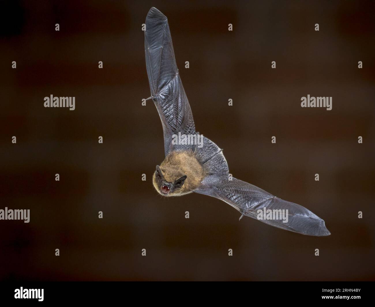 Pipistrelle bat (Pipistrellus pipistrellus) flying on attic of house in ...