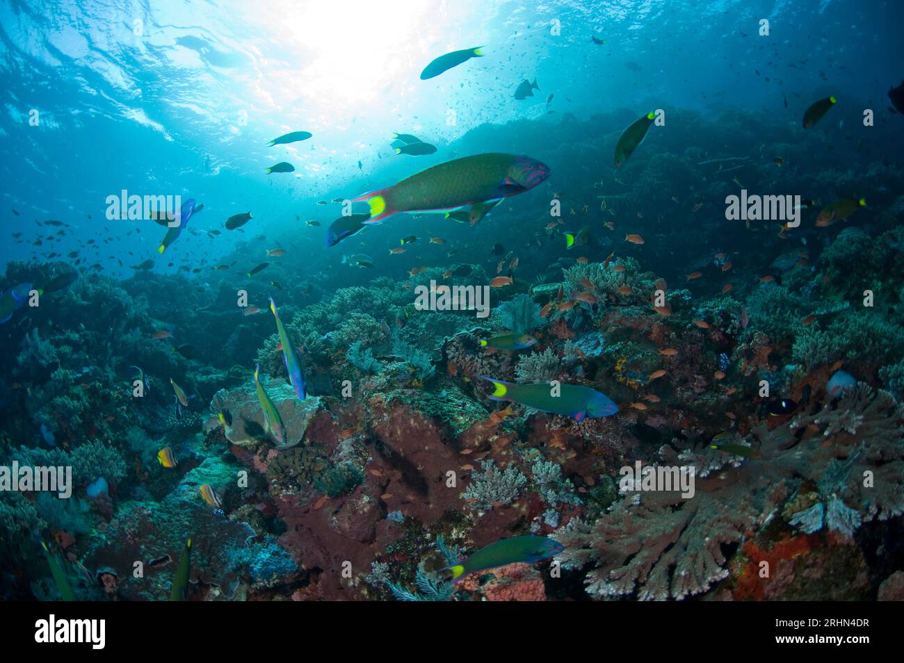Coral reef scene with school of Moon Wrasse, Thalassoma lunare, and sun ...