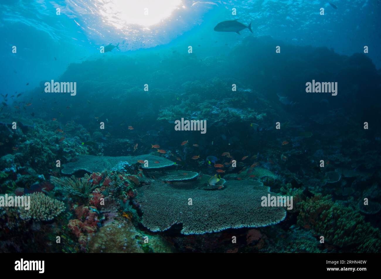 Pair of Bluefin Trevally, Caranx melampygus, with sun in background ...