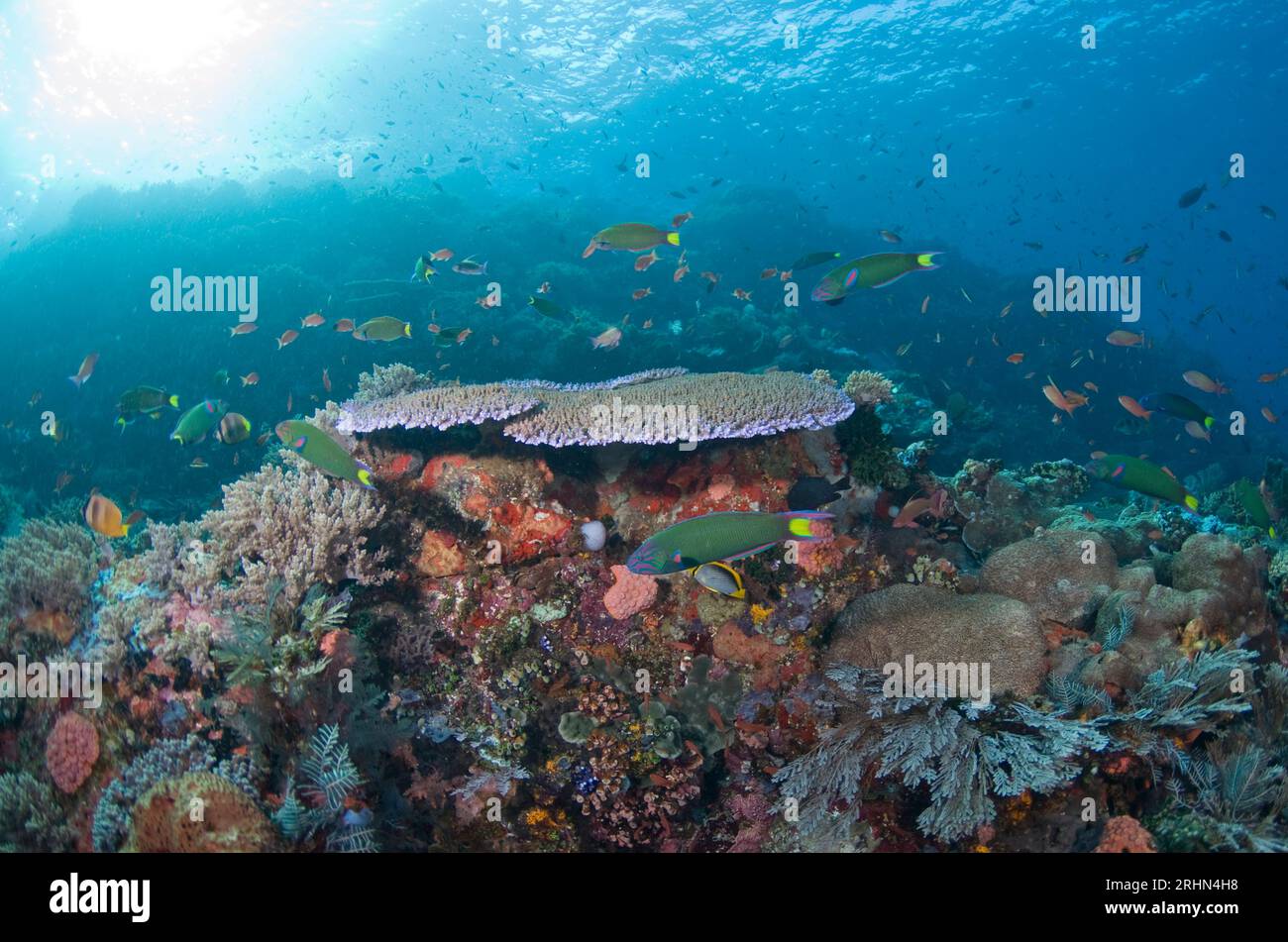Coral reef scene with school of Moon Wrasse, Thalassoma lunare, and sun ...