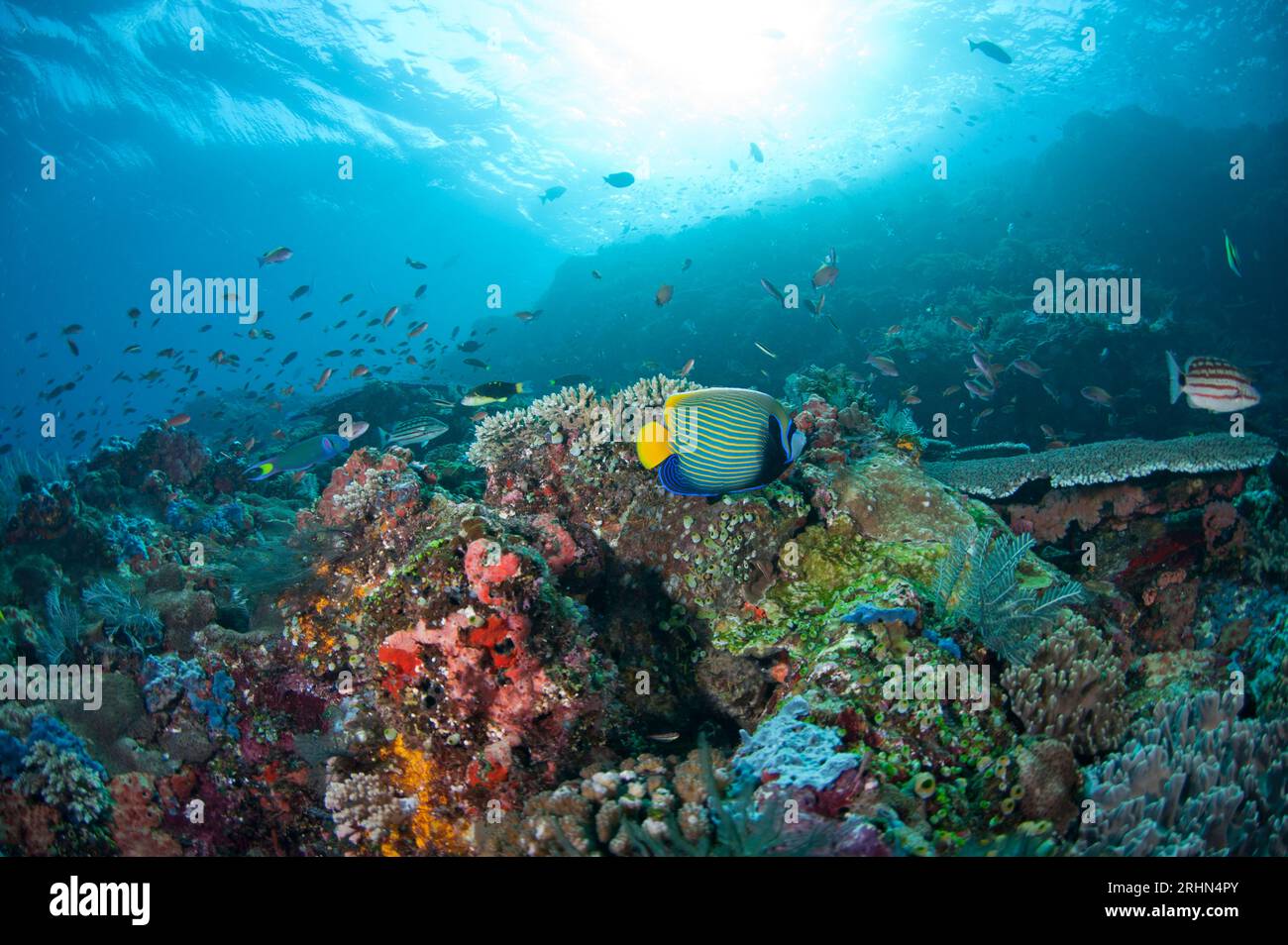 Emperor Angelfish, Pomacanthus imperator, and sun in background, Batu ...