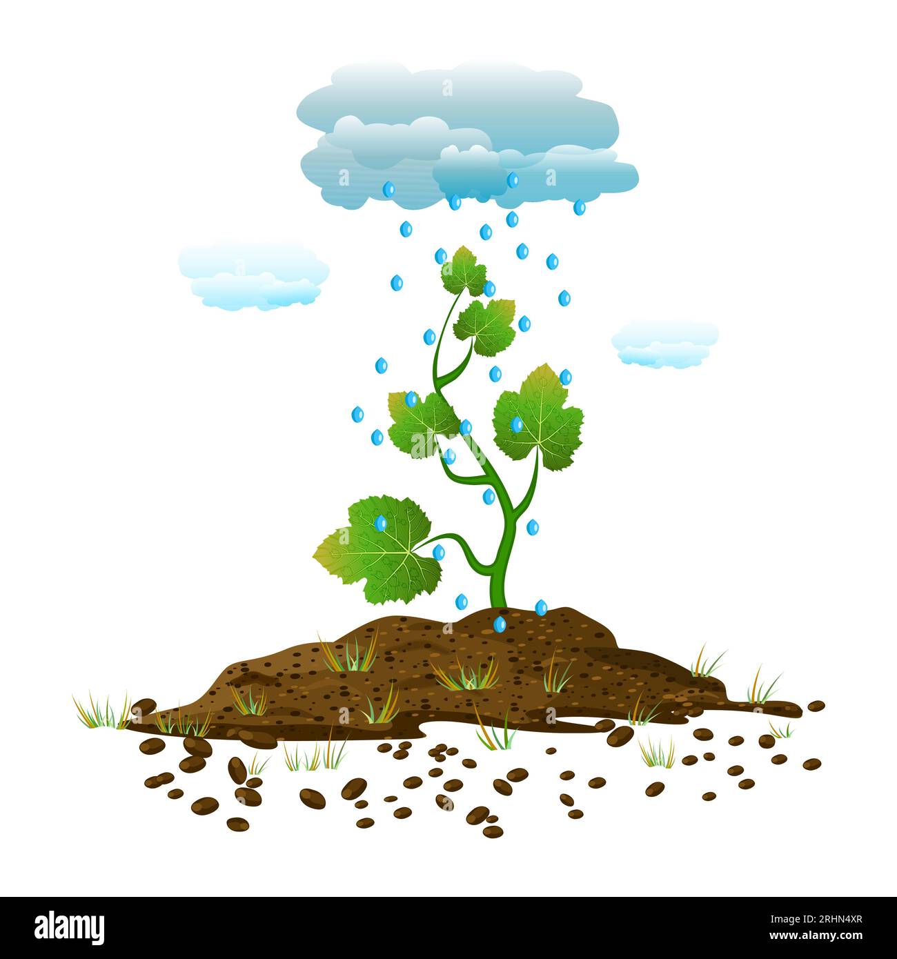Raindrop falling from leaf Stock Vector Images - Alamy