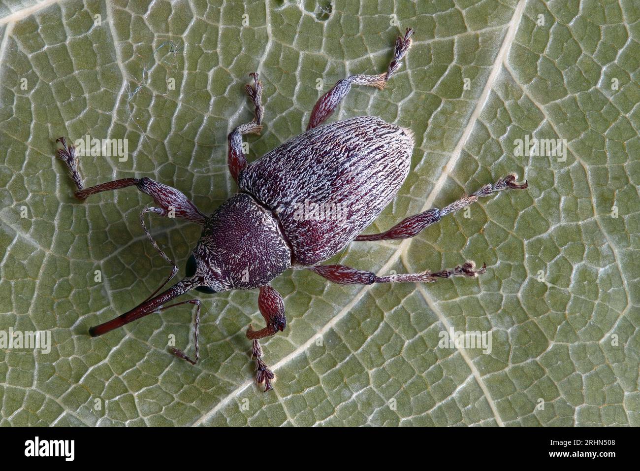 656 images Select all passed Die Rüsselkäfer „im engeren Sinne ...