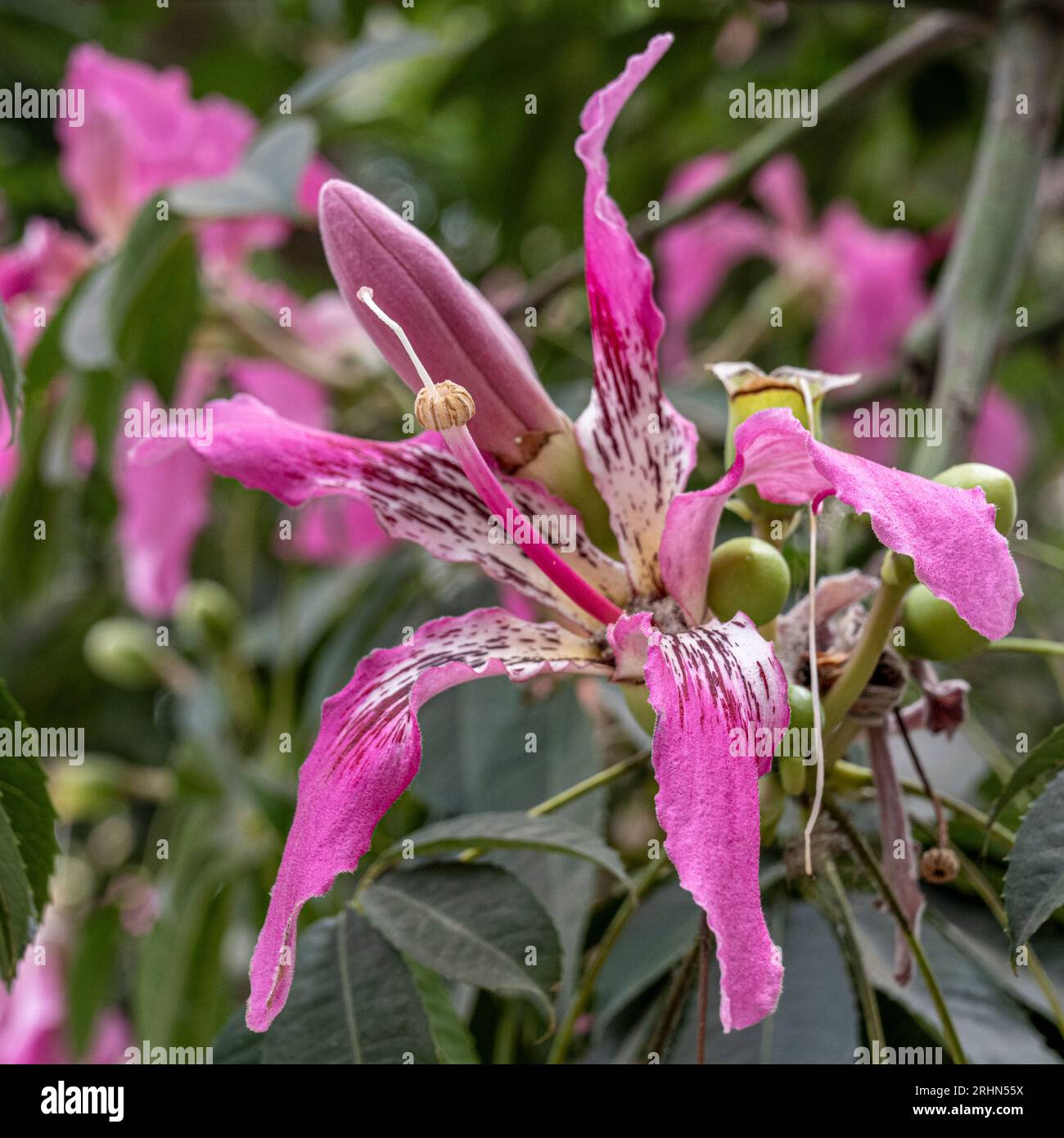 Close up of a flower of Ceiba speciosa, the floss silk tree The Silk ...
