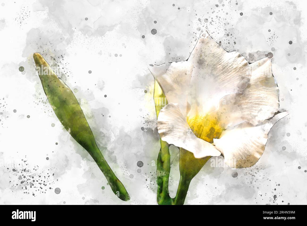 Digitally enhanced image of a Pure white mandevilla flower (Mandevilla splendens) Photographed ...