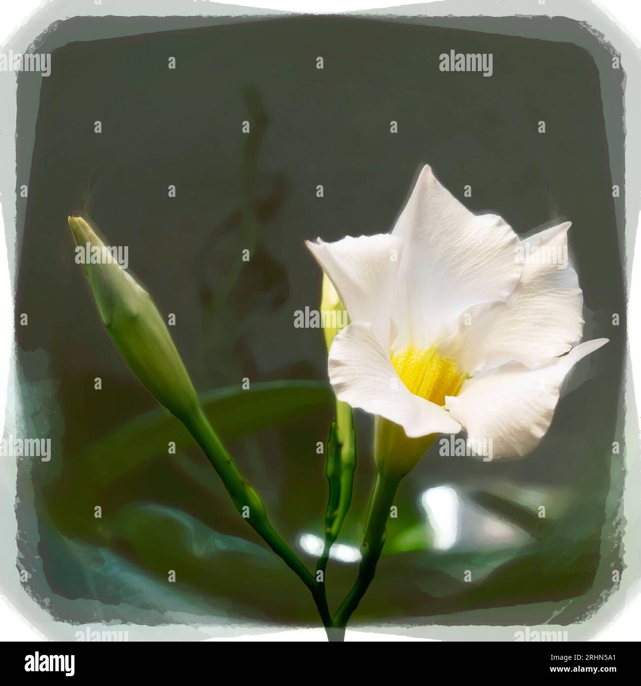 Digitally enhanced image of a Pure white mandevilla flower (Mandevilla splendens) Photographed ...