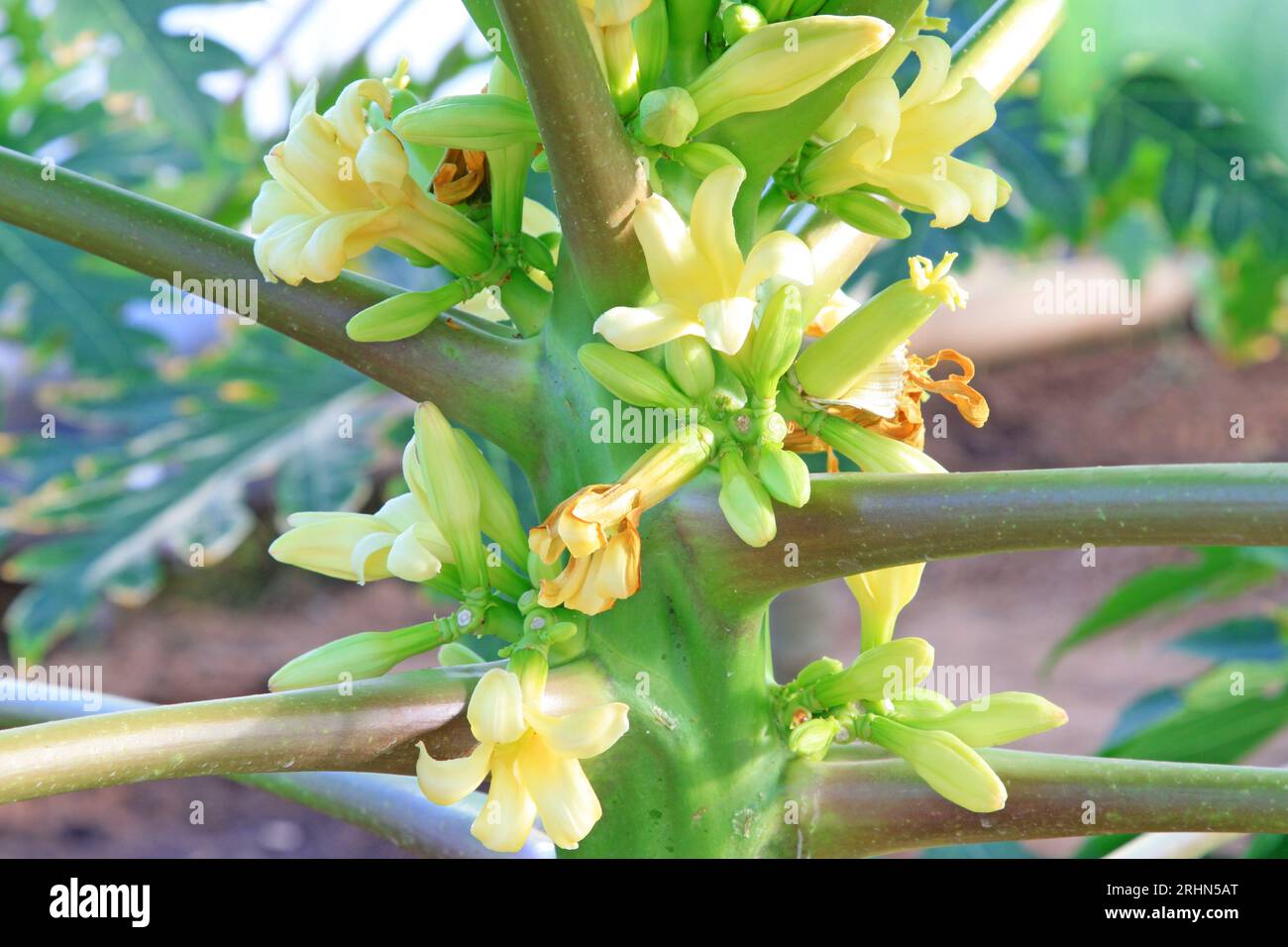 papaya flowers in a modern plantation, north china Stock Photo - Alamy