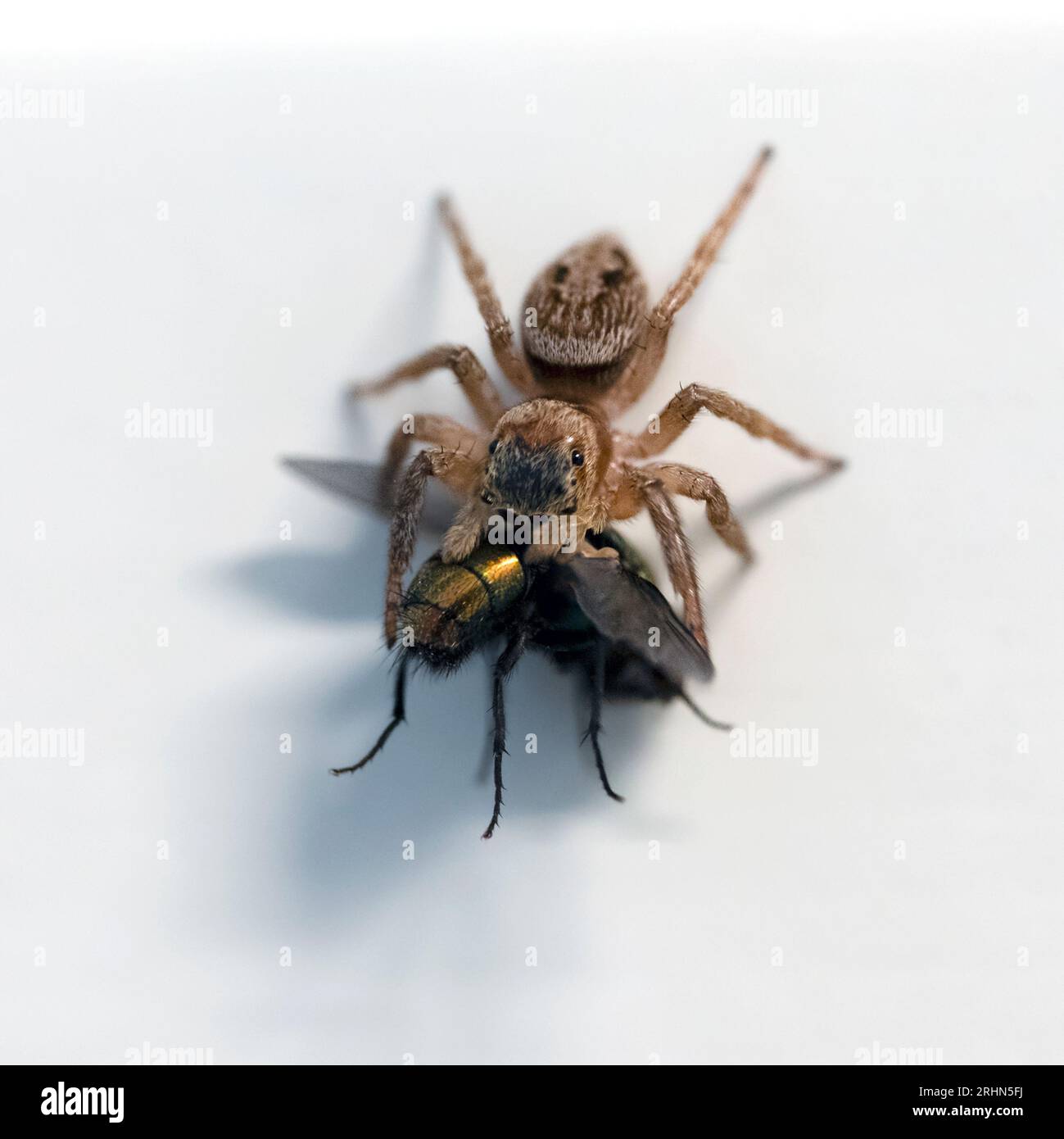 Fly life cycle hi-res stock photography and images - Alamy