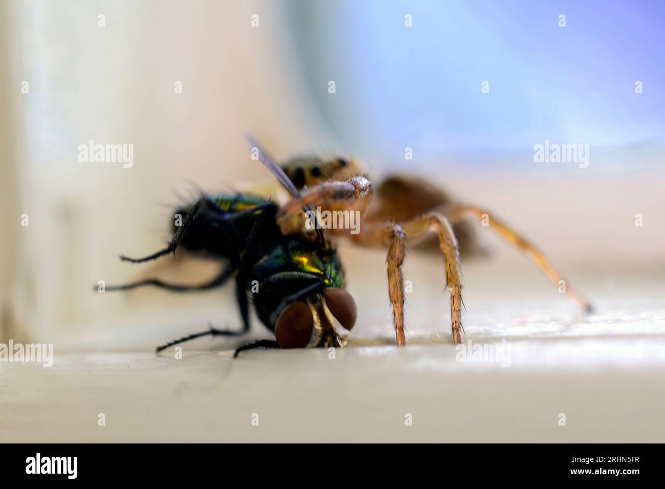 Spiders Eating Their Prey