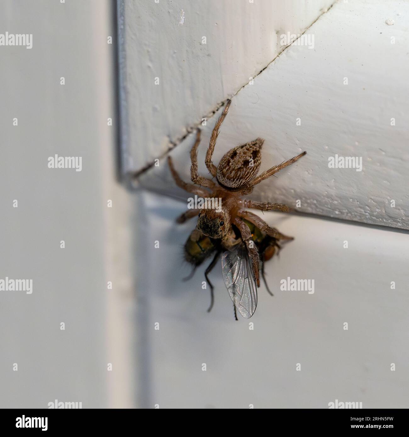 spider feeding on a fly Jumping spiders stalk their prey before leaping ...