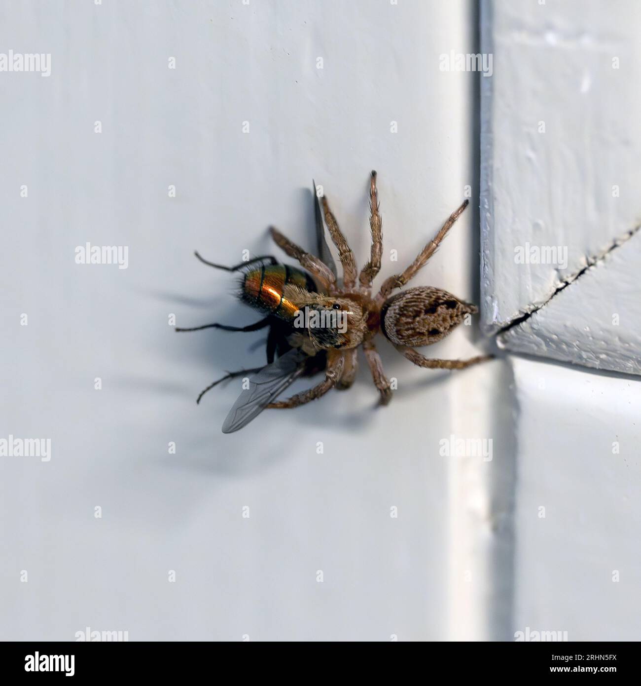 spider feeding on a fly Jumping spiders stalk their prey before leaping ...