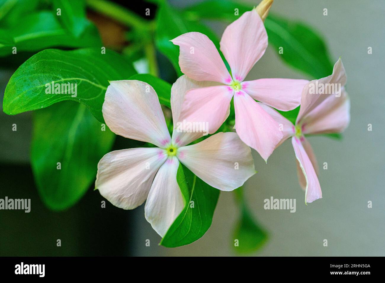 Madagascar periwinkle (Catharanthus roseus). flowers of the Madagascar ...