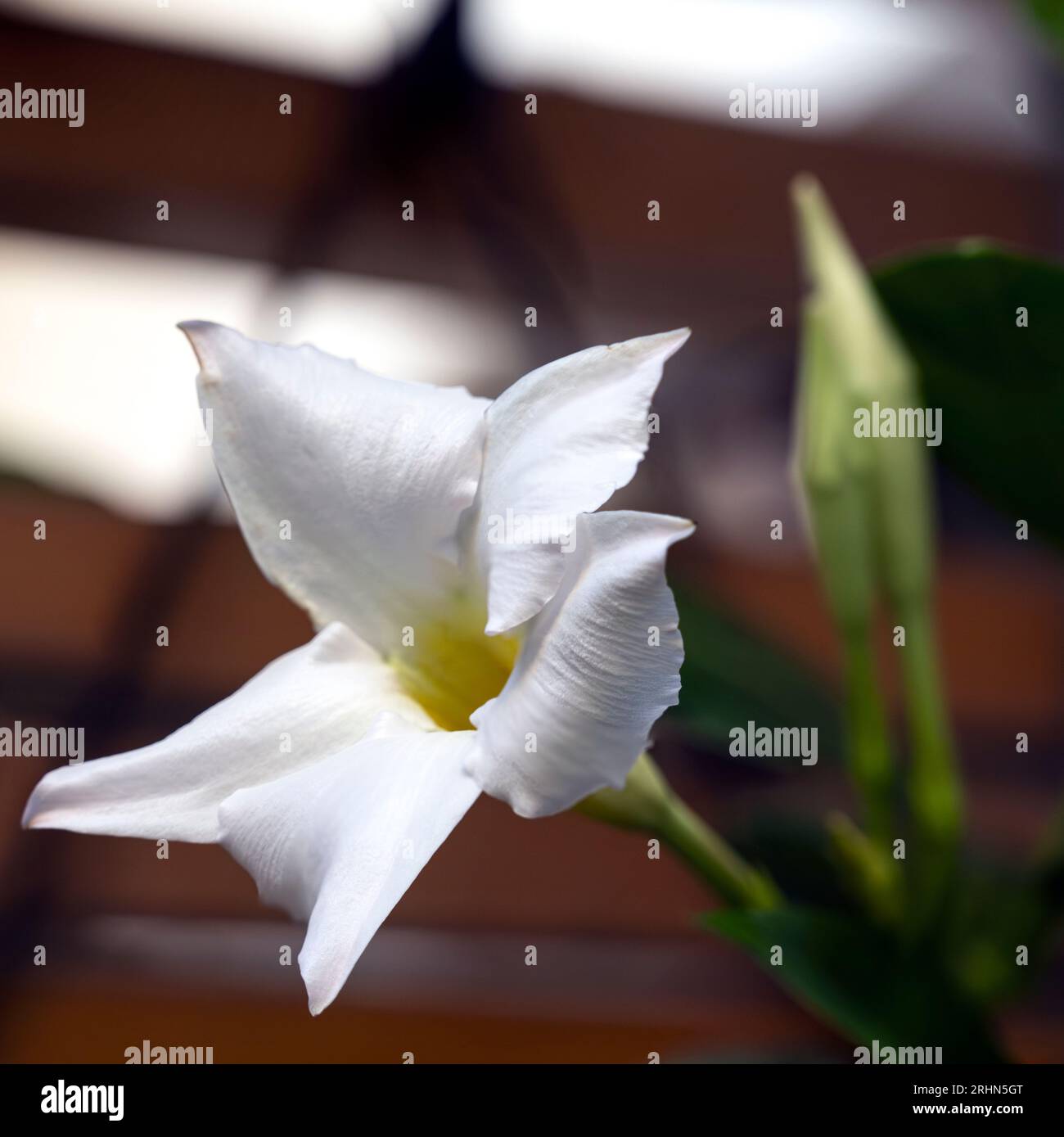 Pure white mandevilla flower (Mandevilla splendens) Photographed in Israel in August Stock Photo ...