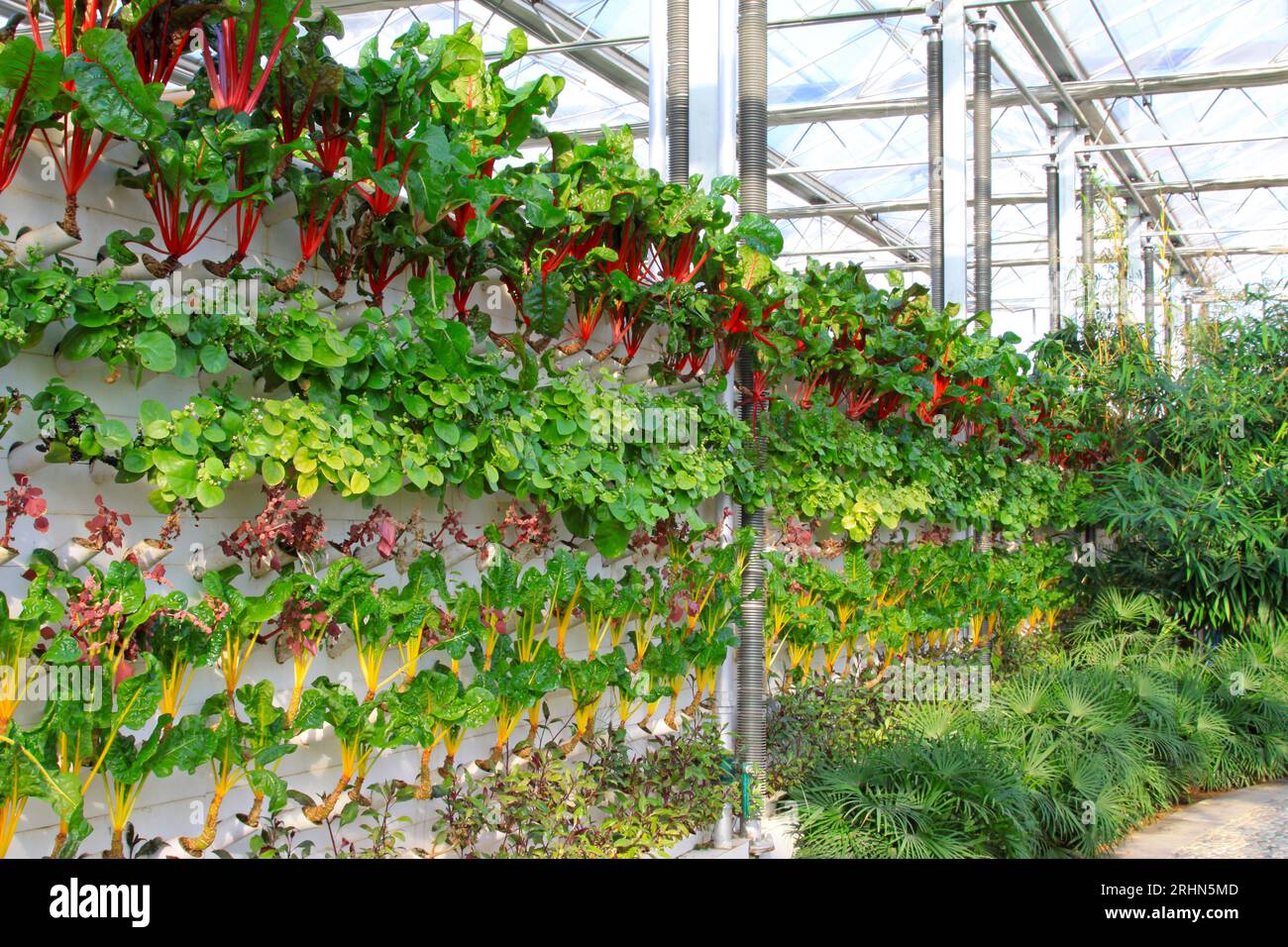 Soilless cultivation of green vegetables in a botanical garden, north ...