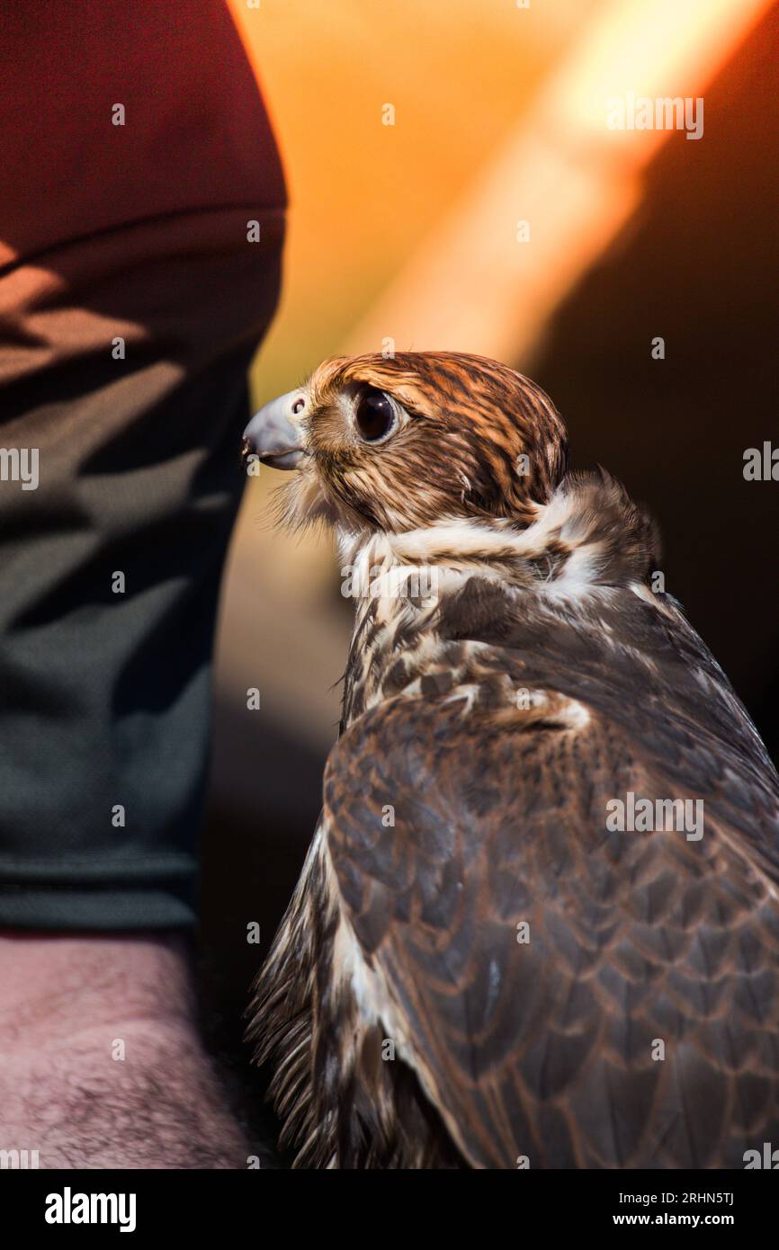 Falcon hawk bird sitting on falconers hand during show Stock Photo - Alamy