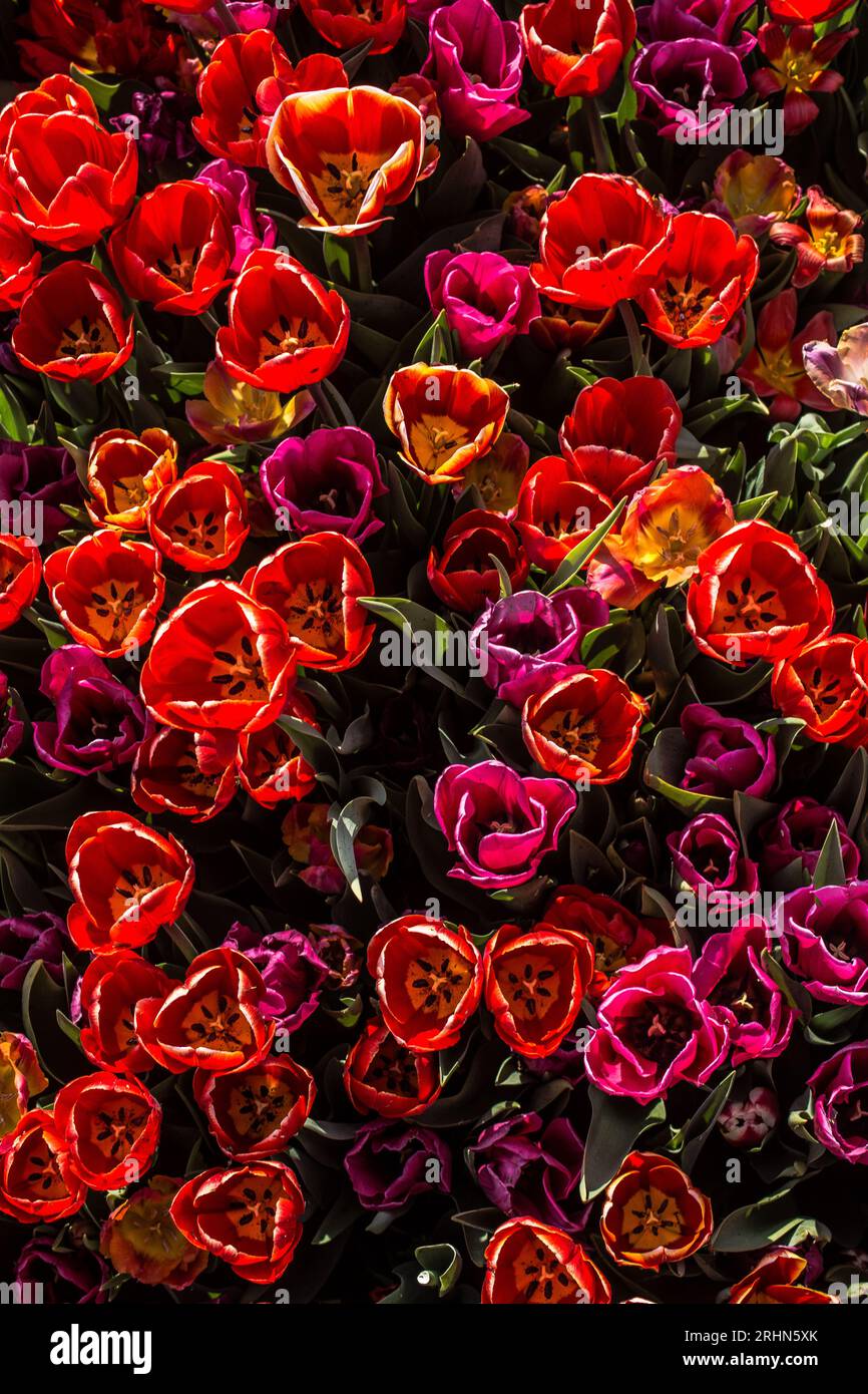 Blooming tulip flowers in spring as floral background Stock Photo - Alamy