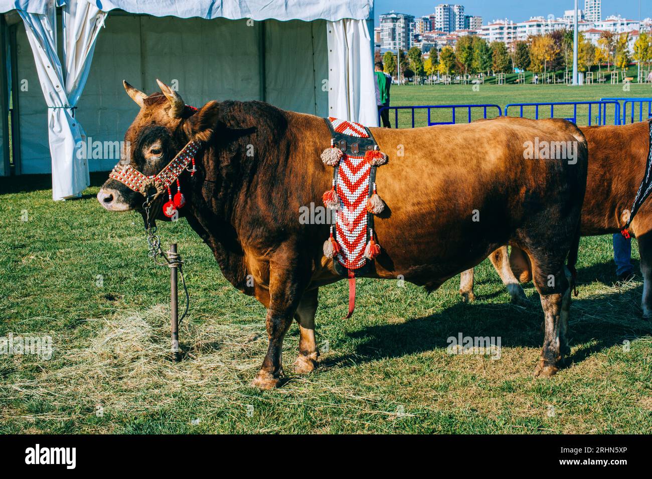 Brown bull with traditional Turkish fabric on it on green grass Stock ...