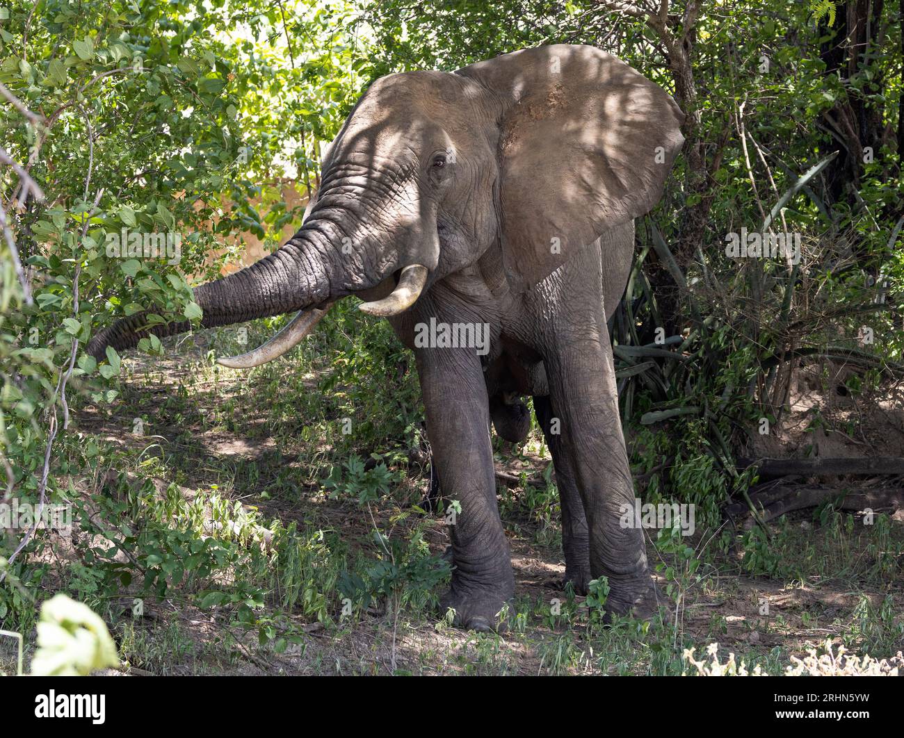 Elephant Muscles Glasses