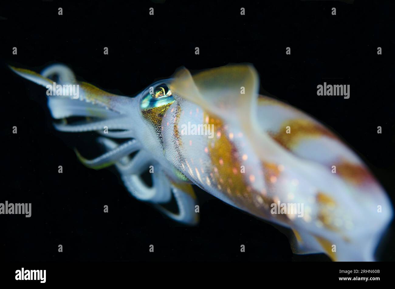 Bigfin Reef Squid, Sepioteuthis lessoniana, night dive, TK1 dive site ...