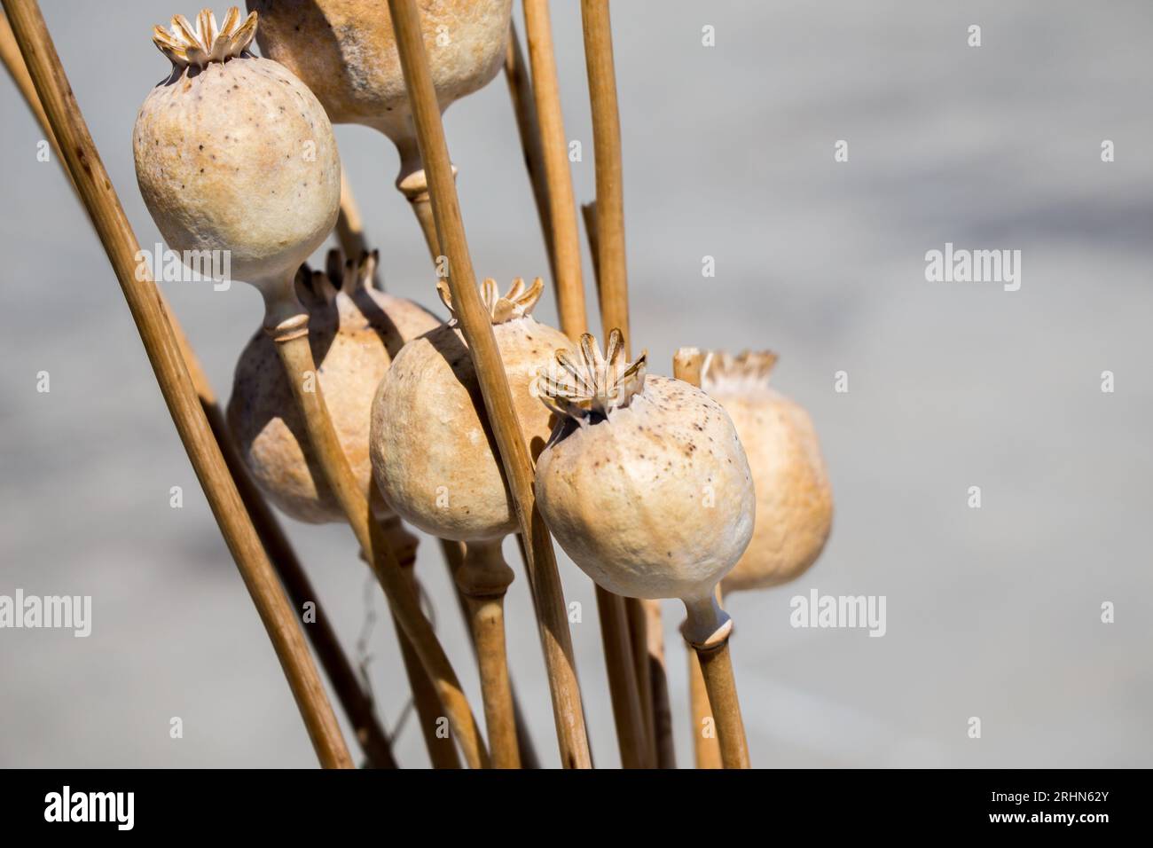Poppy head autumn hi-res stock photography and images - Alamy