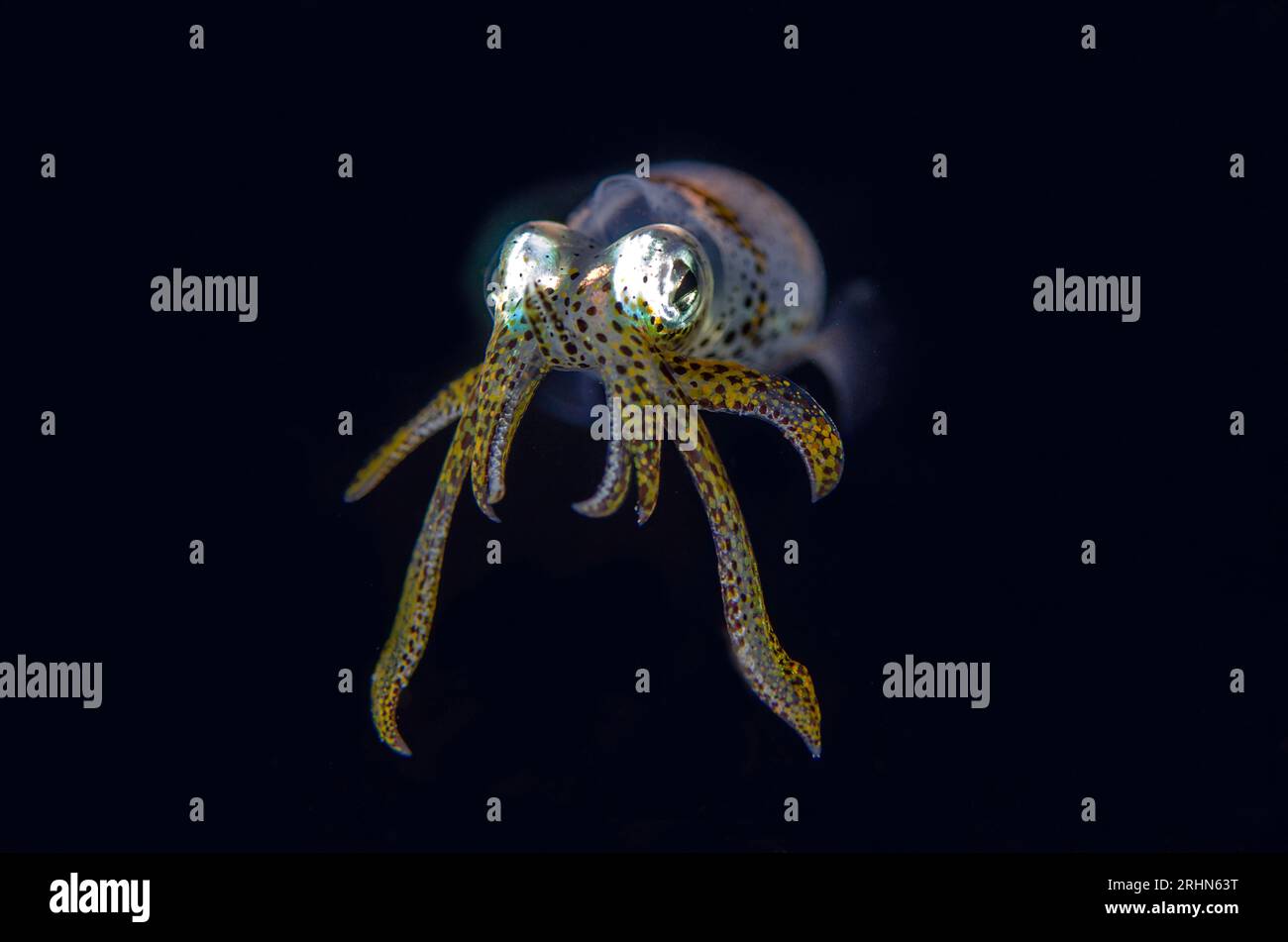 Bigfin Reef Squid, Sepioteuthis lessoniana, night dive, TK1 dive site ...