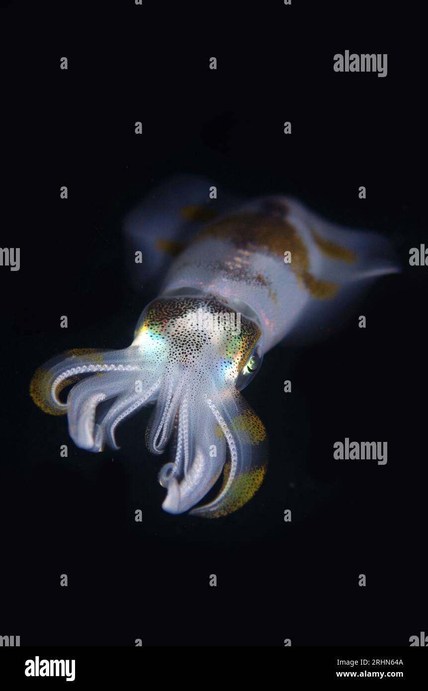Bigfin Reef Squid, Sepioteuthis lessoniana, night dive, TK1 dive site ...