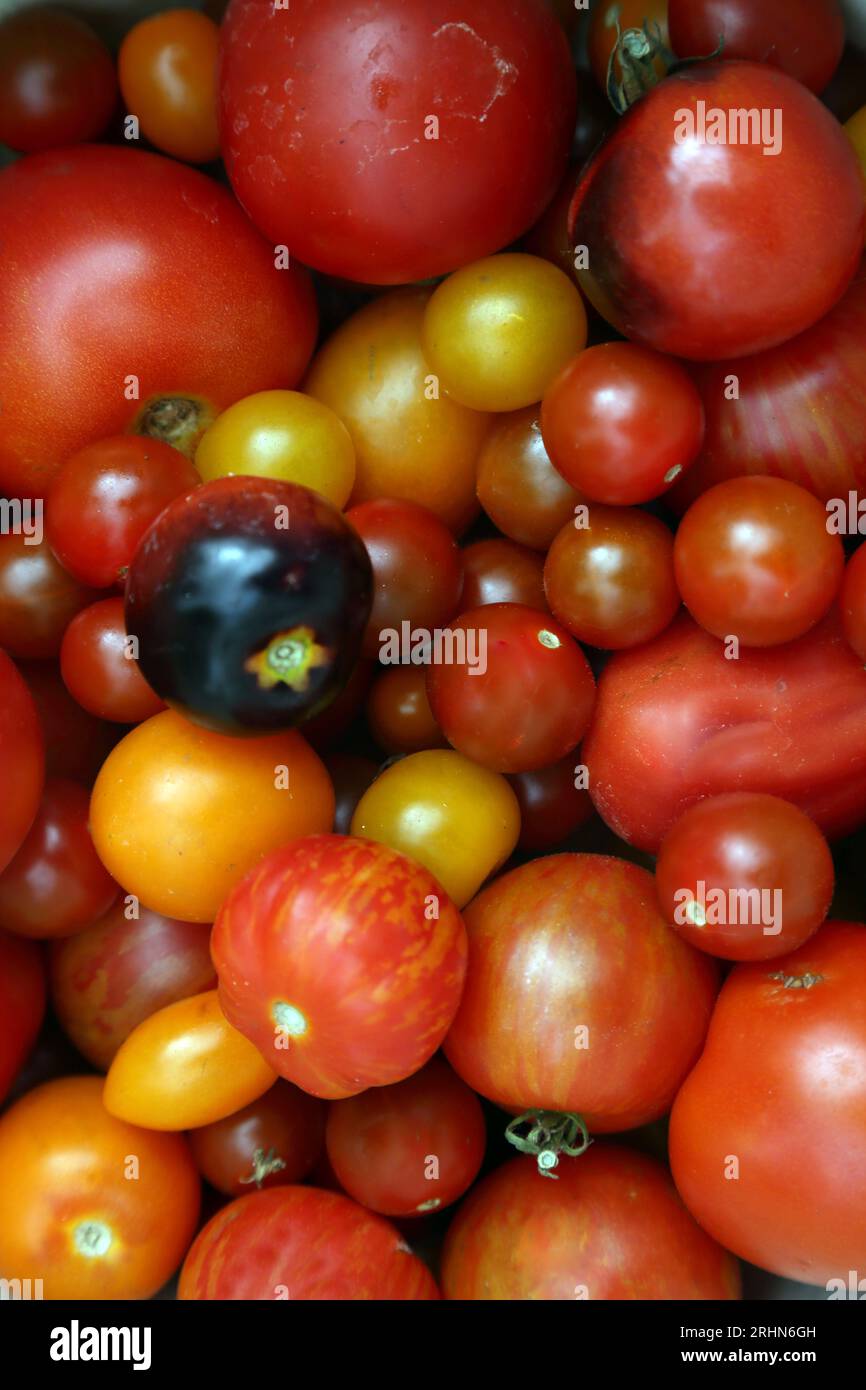 Mixture of Tomatoes Various Sizes Stock Photo - Alamy
