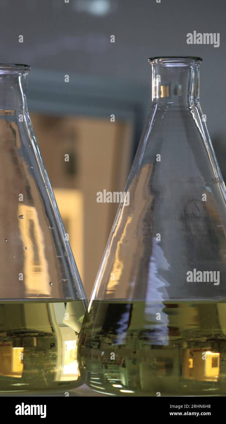 Erlenmeyers flask with microorganism culture media in a laboratory ...