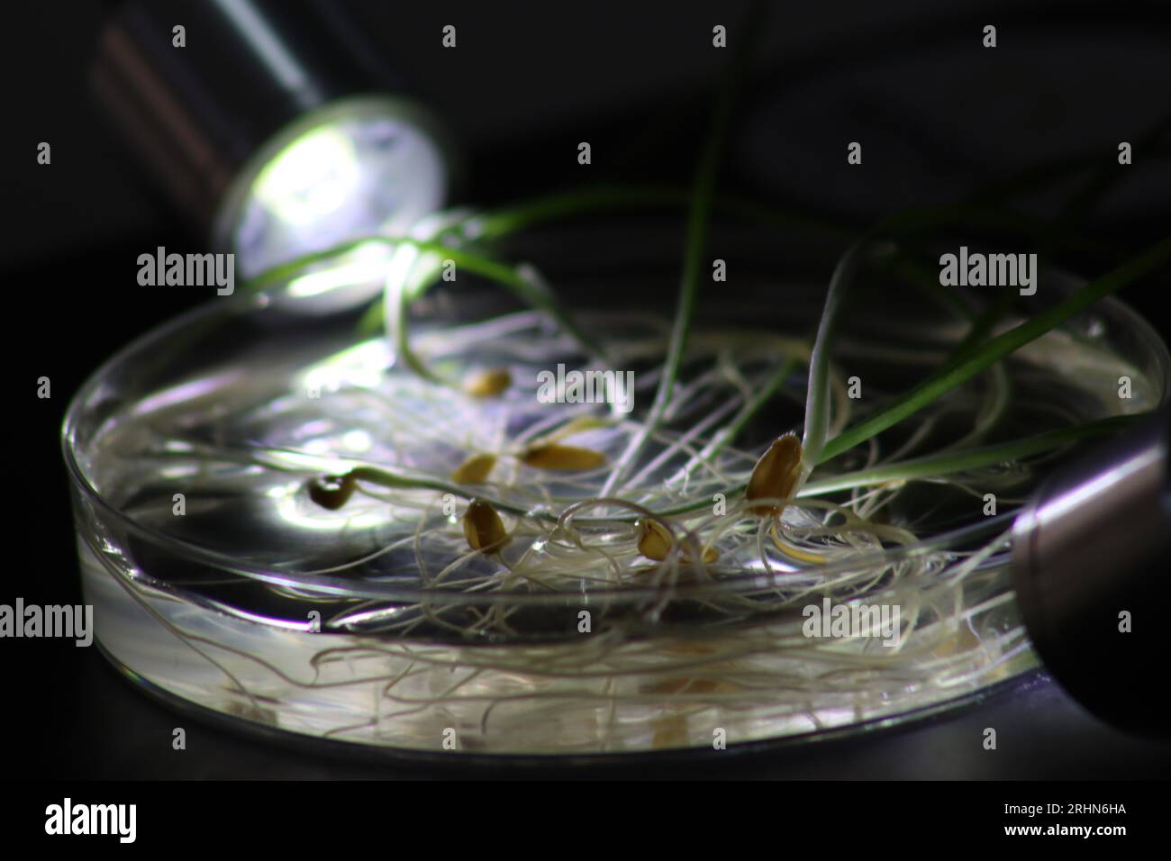 Scientific research on crop seeds with beneficial microorganism Stock ...