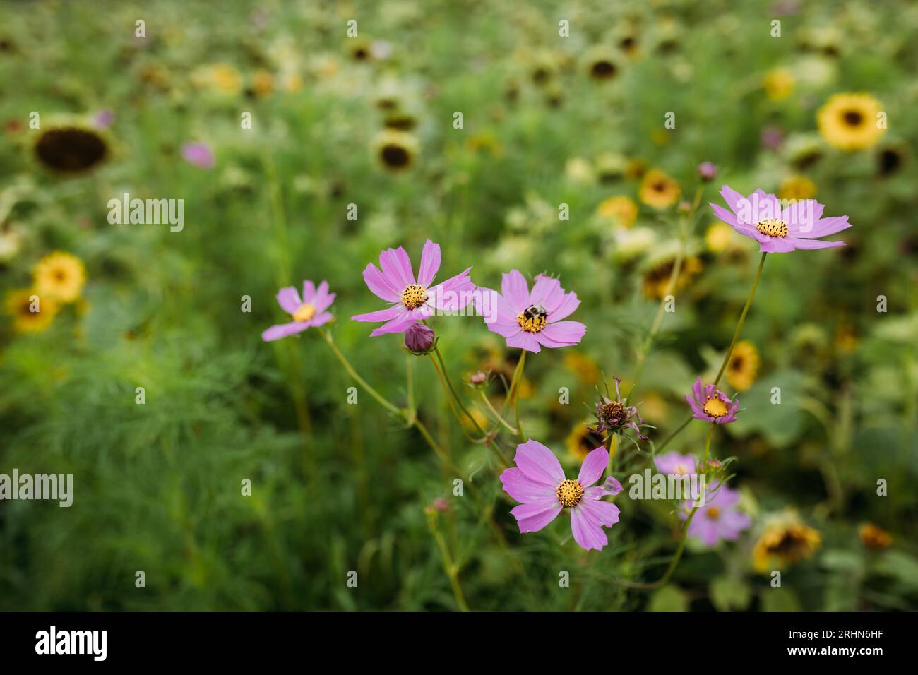 Purple cosmo flowers in a field of sunflowers with a bee pollina Stock ...