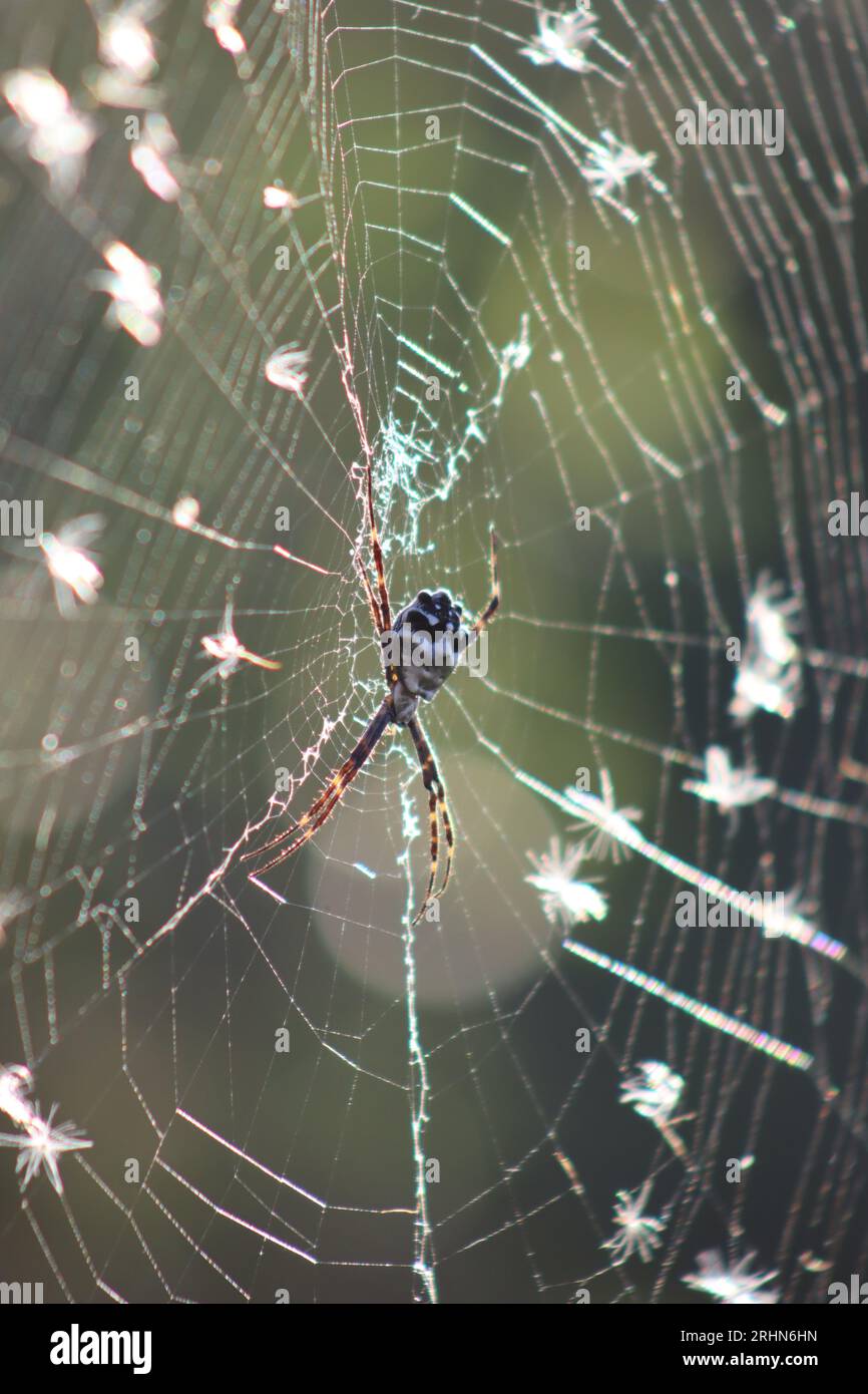 wind dispersed seeds decorating a spider web Stock Photo - Alamy