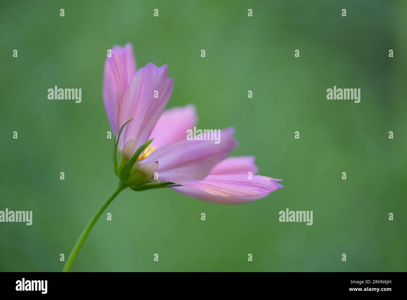 Pink cosmo flower in a summer garden Stock Photo - Alamy