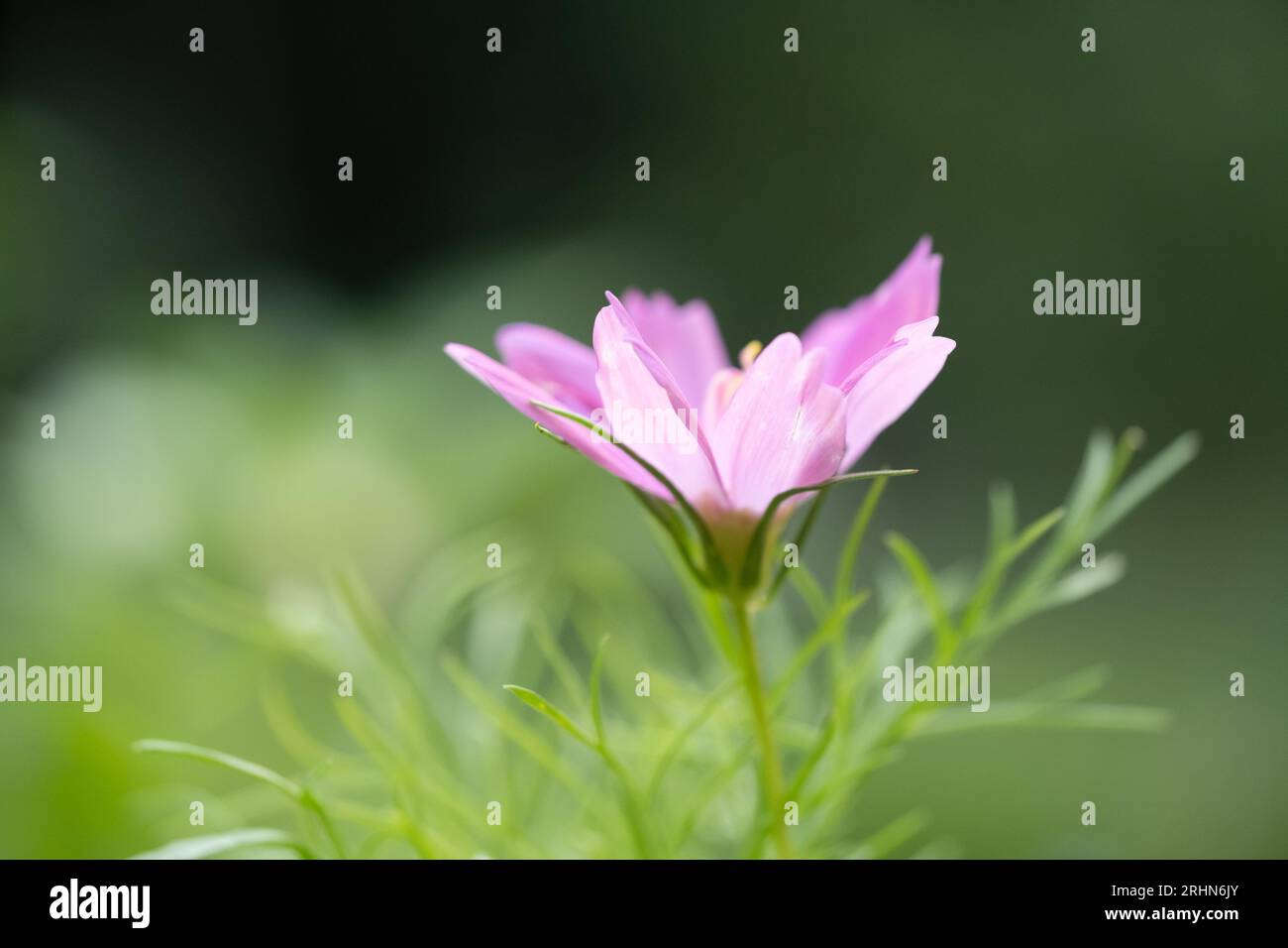 Vibrant pink cosmo flower in a summer garden Stock Photo - Alamy