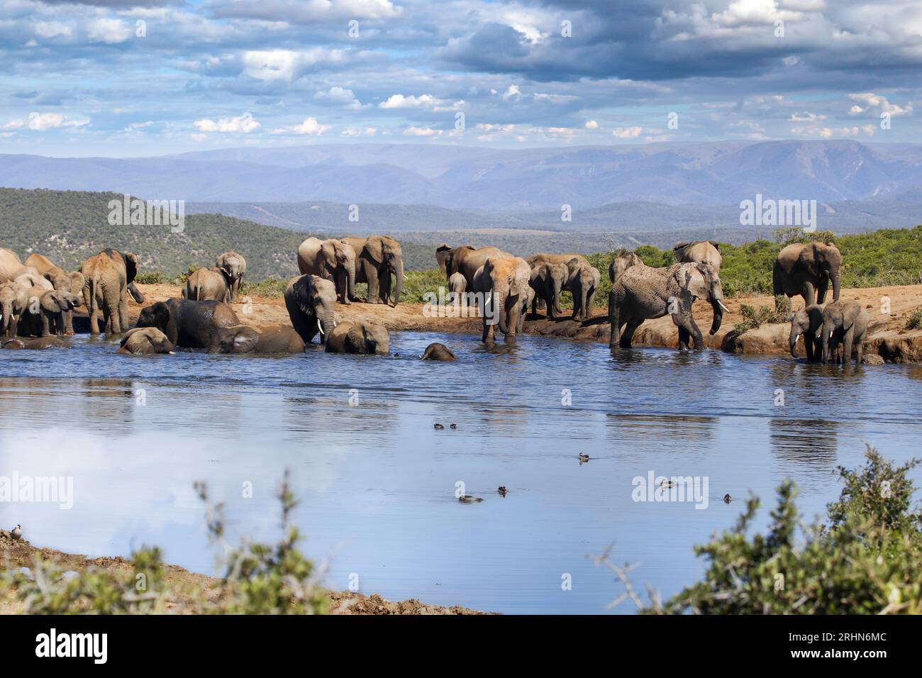 Elephants at addo national park, South africa Stock Photo - Alamy