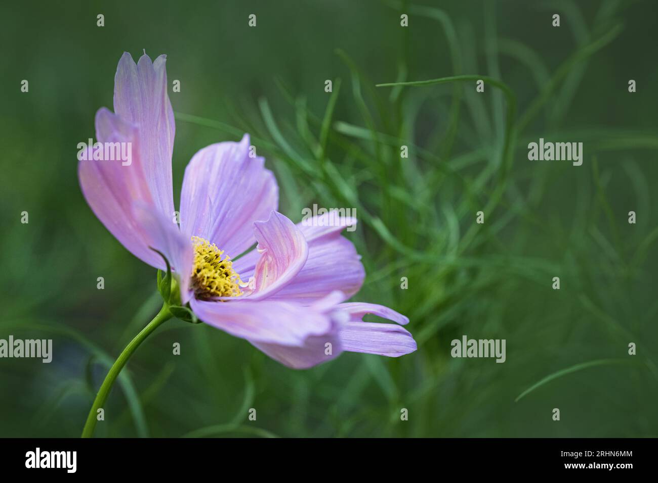 Vibrant pink cosmo flower in a summer garden Stock Photo - Alamy
