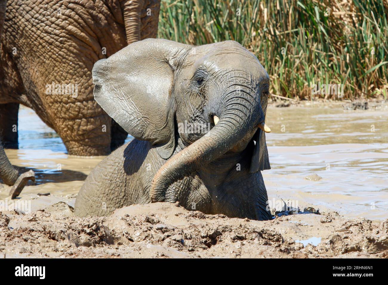 Elephants in addo National Park, South Africa Stock Photo - Alamy