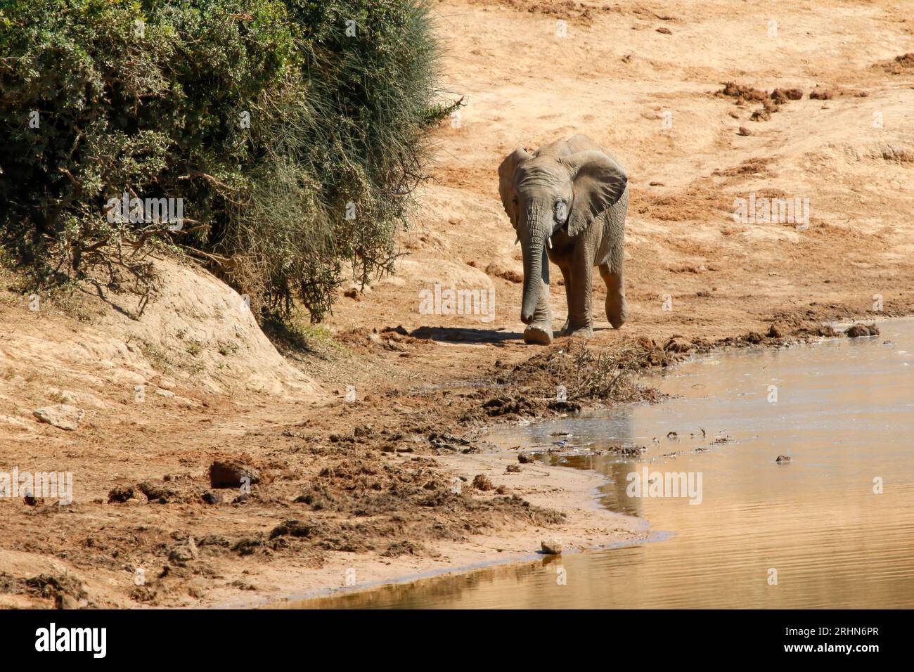 Elephants in addo National Park, South Africa Stock Photo - Alamy