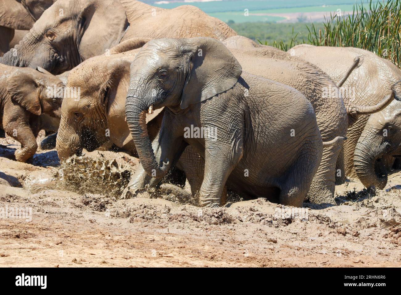 Elephants in addo National Park, South Africa Stock Photo - Alamy