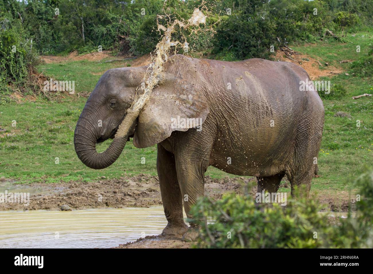 Elephants at Addo National Park, South Africa Stock Photo - Alamy